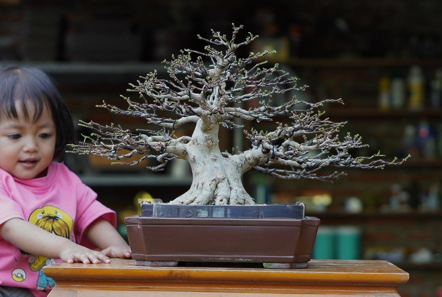 Actual Water Jasmine Bonsai Tree: Wrightia Religiosa Living Tree - Etsy