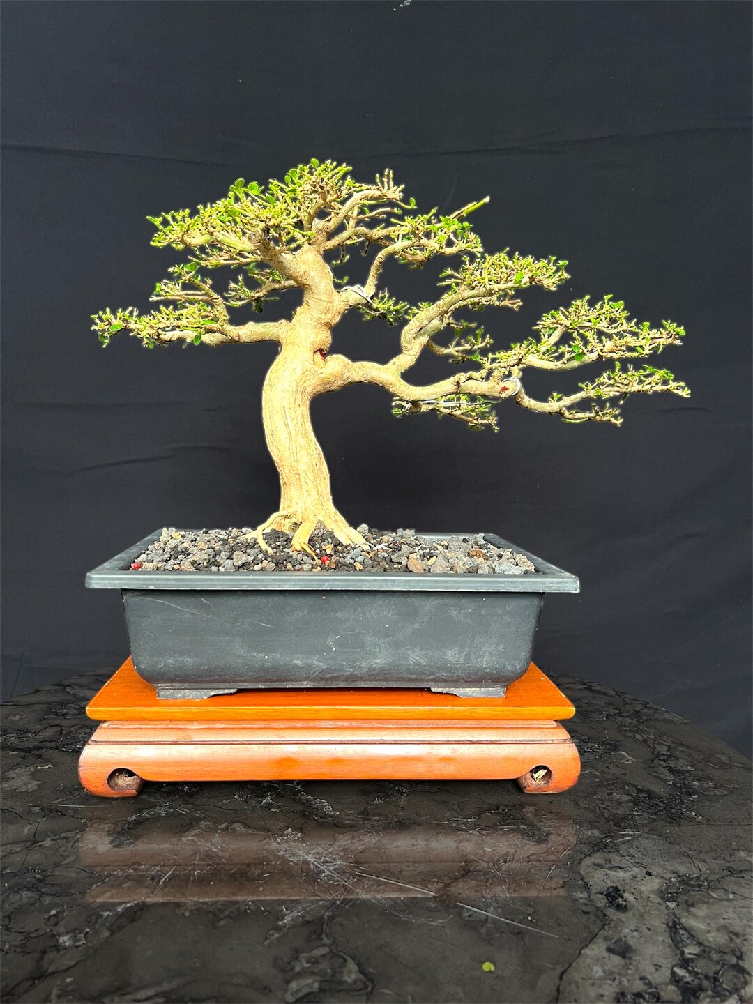 Premna Microphylla Bonsai Beautifull Tree Real Picture - Etsy