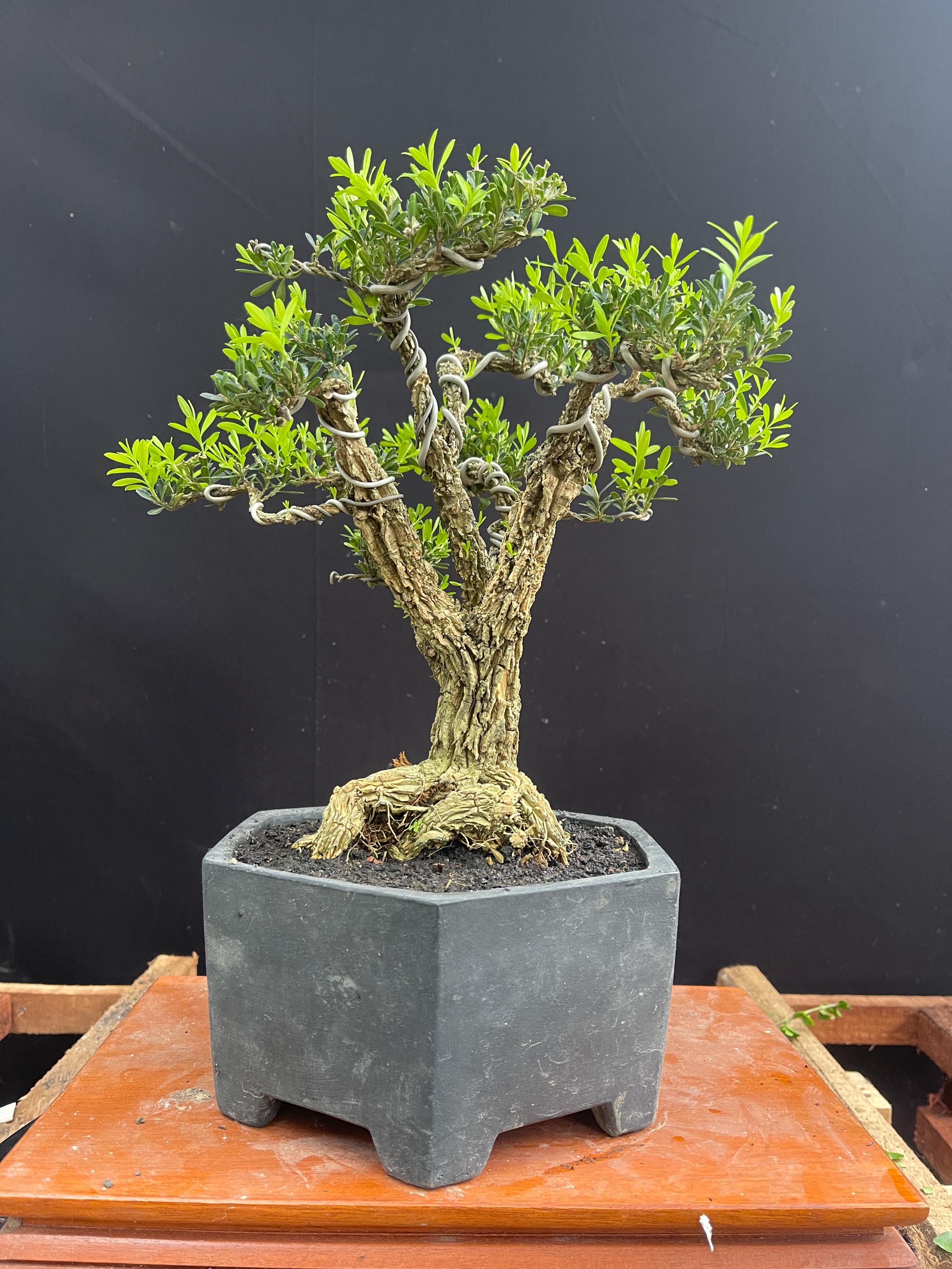 Bonsai Boxwood Small Size Real Picture Buxus Harlandi Bonsai Tree - Etsy