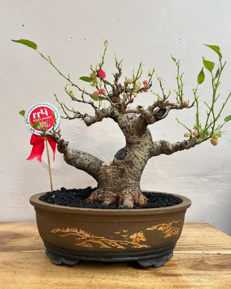 Morus Alba Fruit Bonsai Tree - Etsy