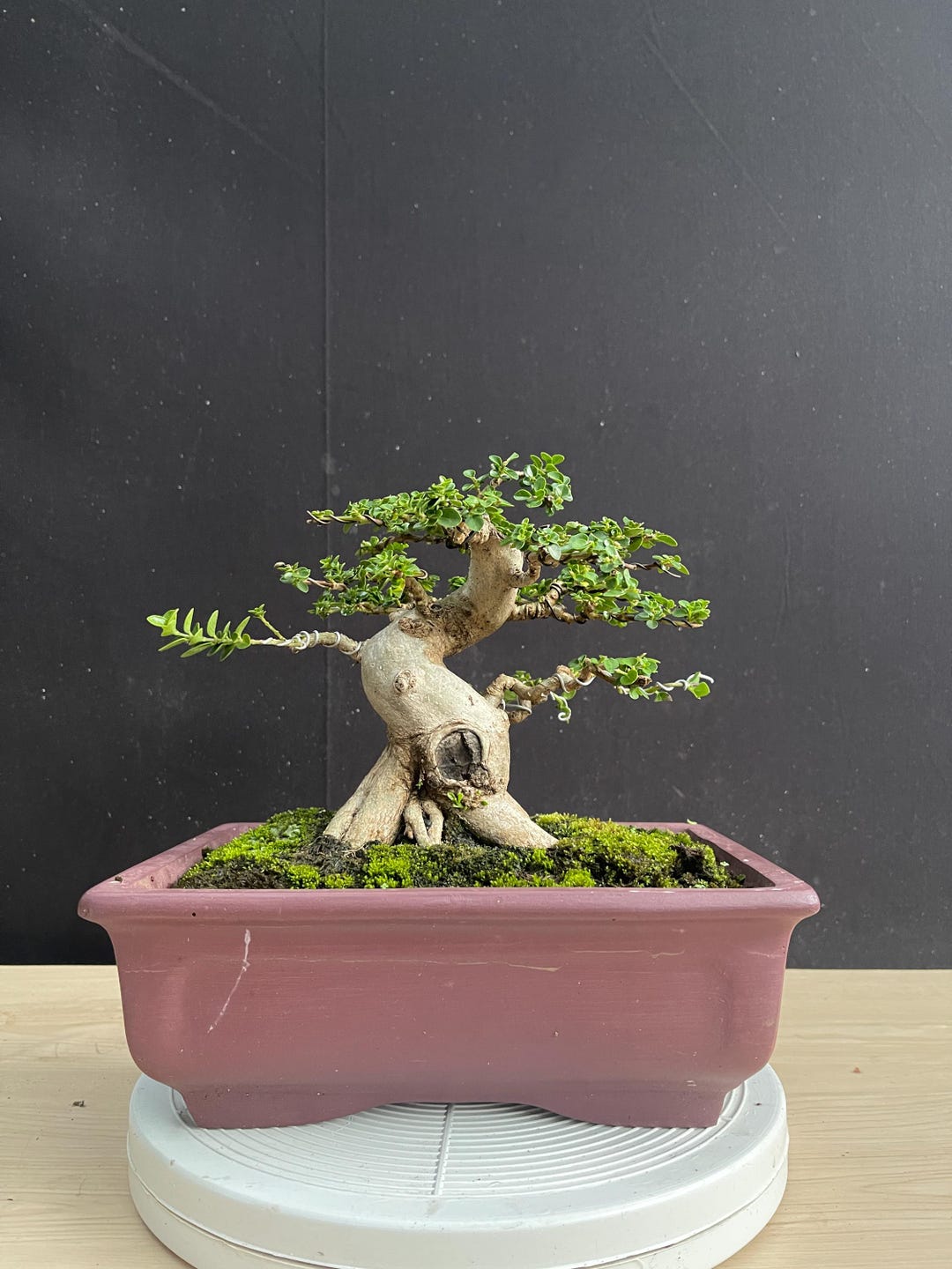 Premna Microphylla Bonsai Beautifull Tree Real Picture - Etsy