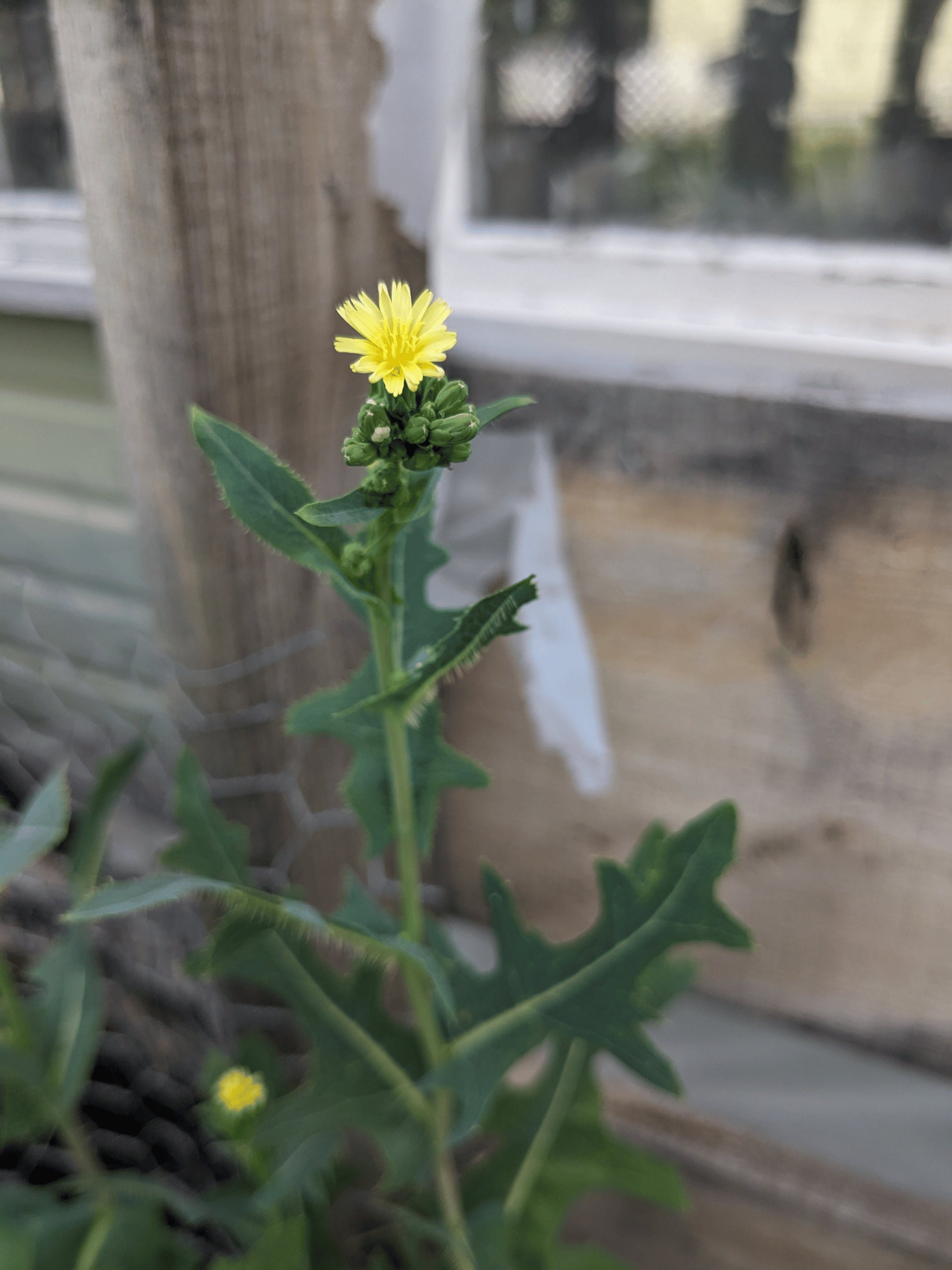 Wild Lettuce Seeds Lactuca Serriola Seeds Prickly Lettuce Seeds L ...