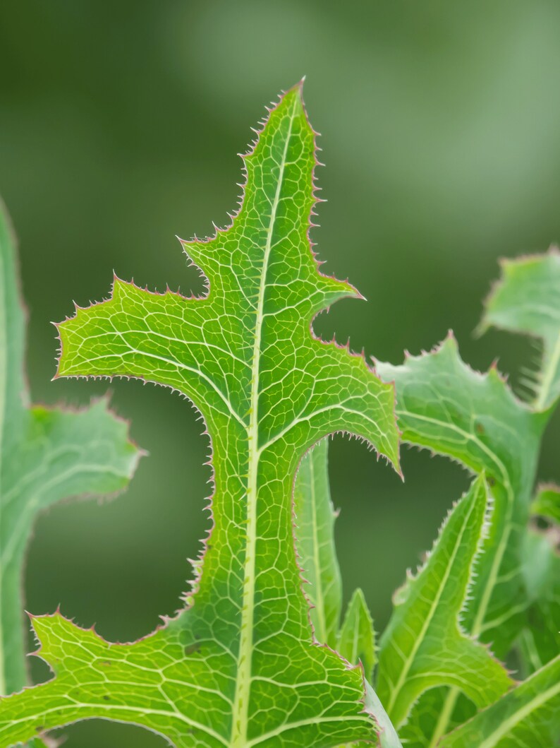 Wild Lettuce Seeds Lactuca Serriola Seeds Prickly Lettuce Seeds L ...