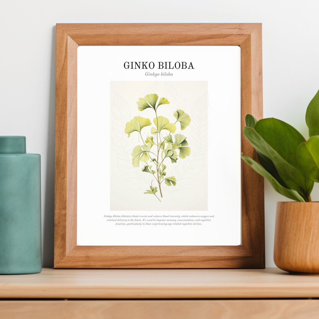 Ginkgo Biloba Botanical Art Poster - Herbalist Decor & Medicinal Plants ...