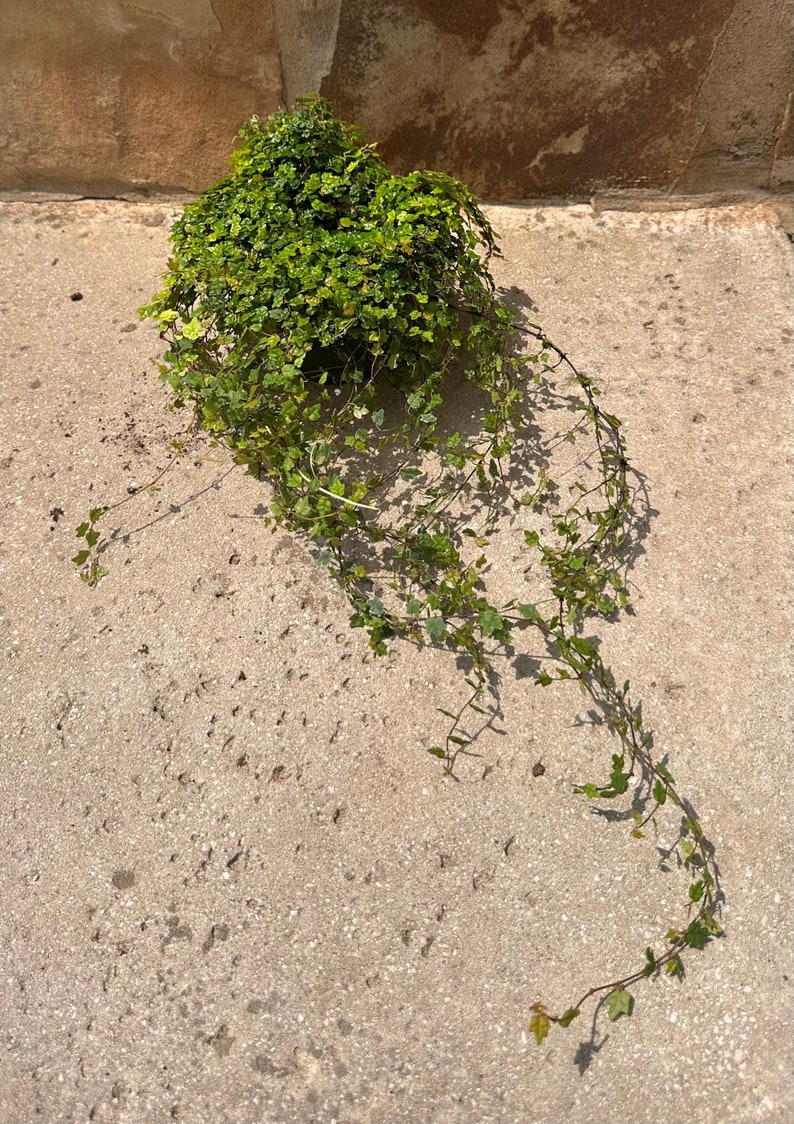 String of Frogs, Ficus Pumila, Quercifolia - Etsy