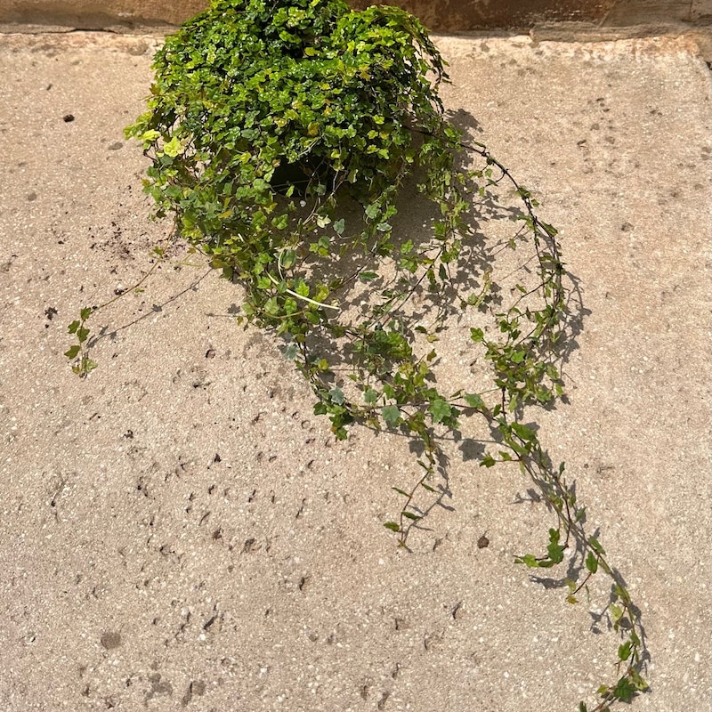 String of Frogs - Etsy