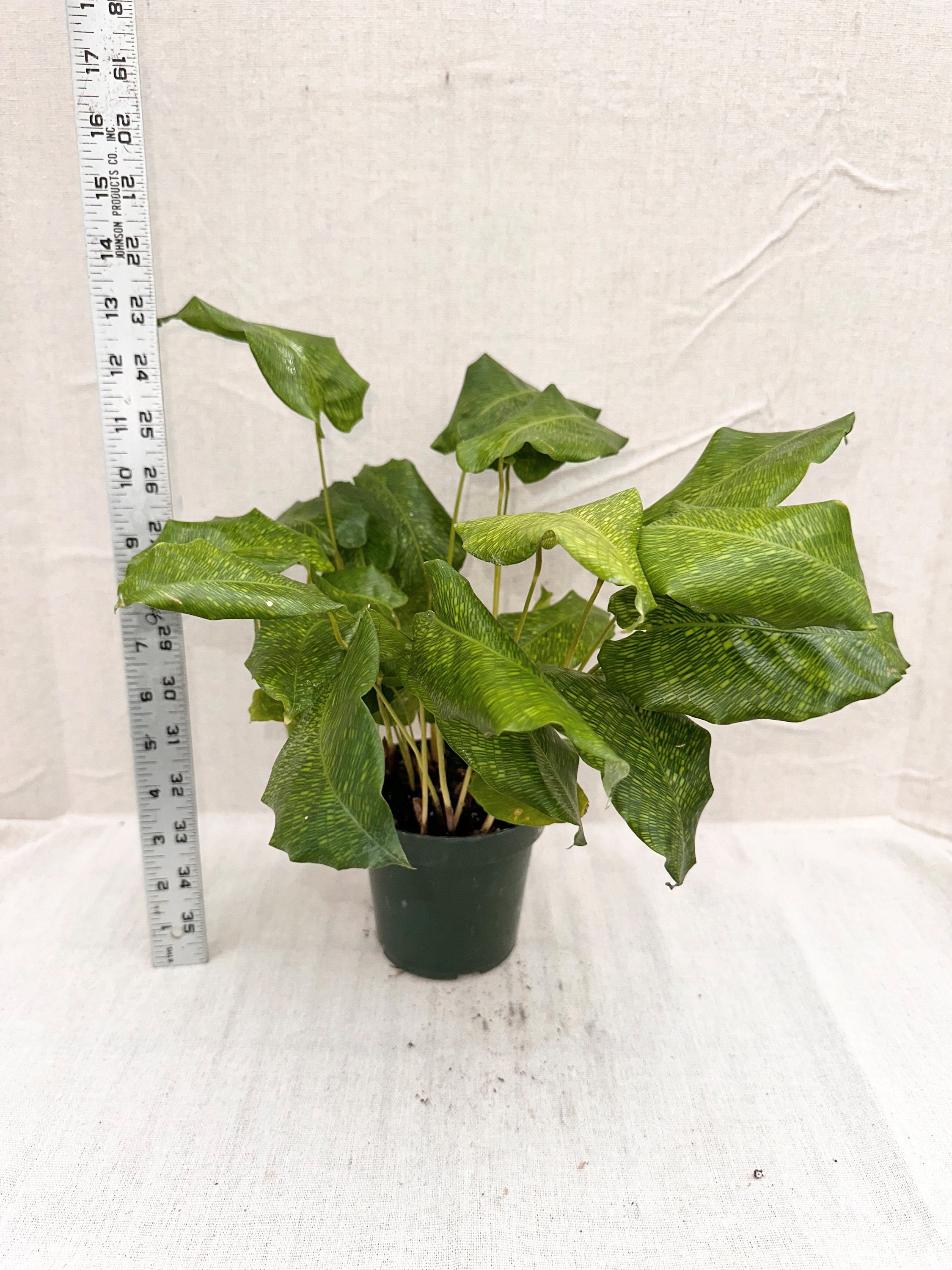 Calathea Musaica, Mosaic Calathea - Etsy