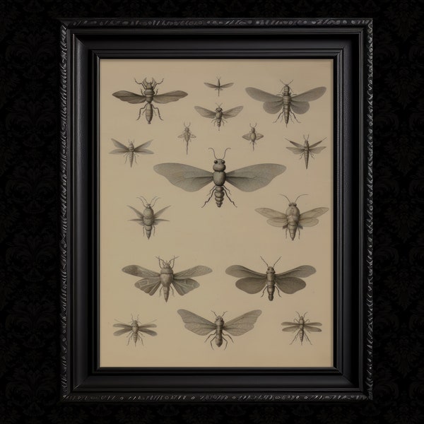 Insects Engraving - Etsy