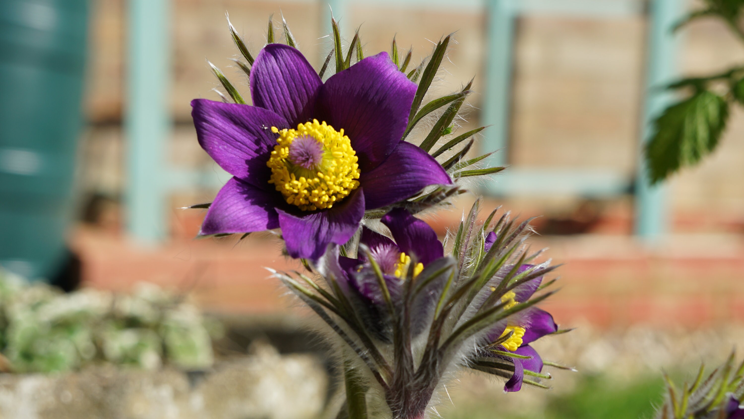 Pasque-flower Digital Photo - Etsy