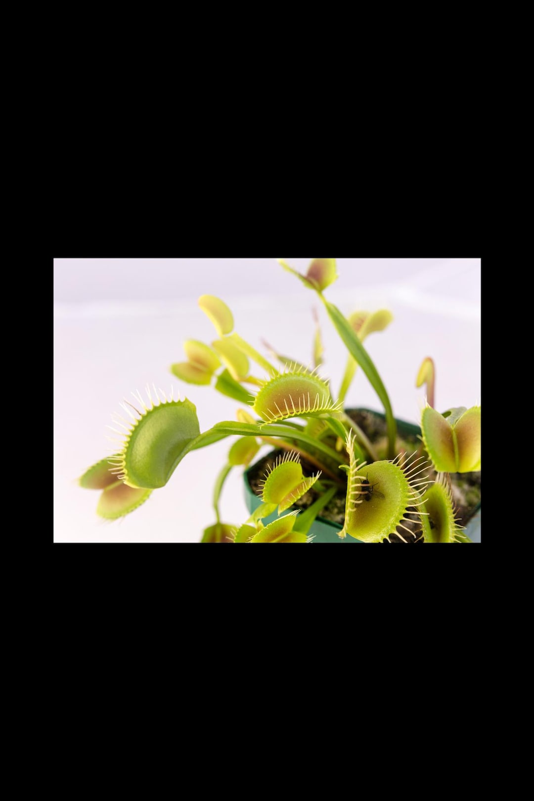 Venus Fly Trap Care Guide - Etsy