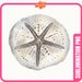 Sand Dollar Watercolor Clipart, Digital Scrapbook, Wall Art, Crab Png ...