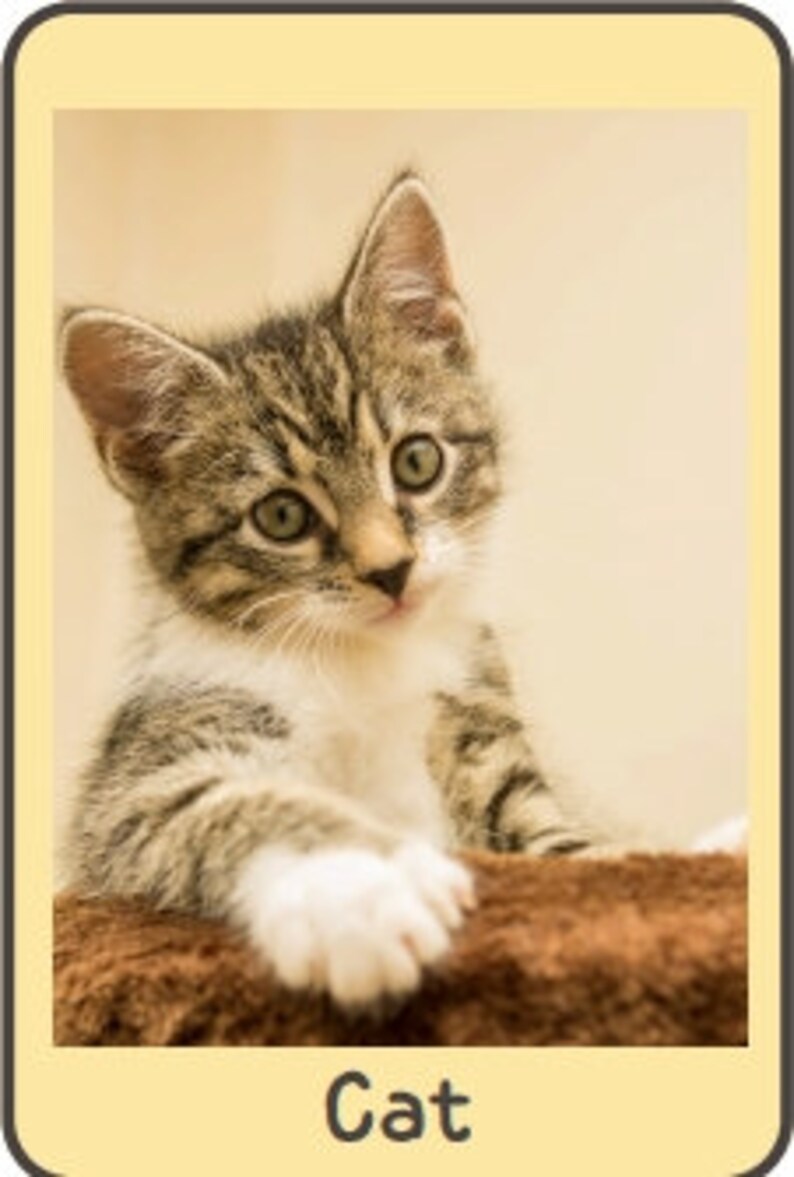 Forest Animals real Pictures Flash Cards Nomenclature Flashcards ...