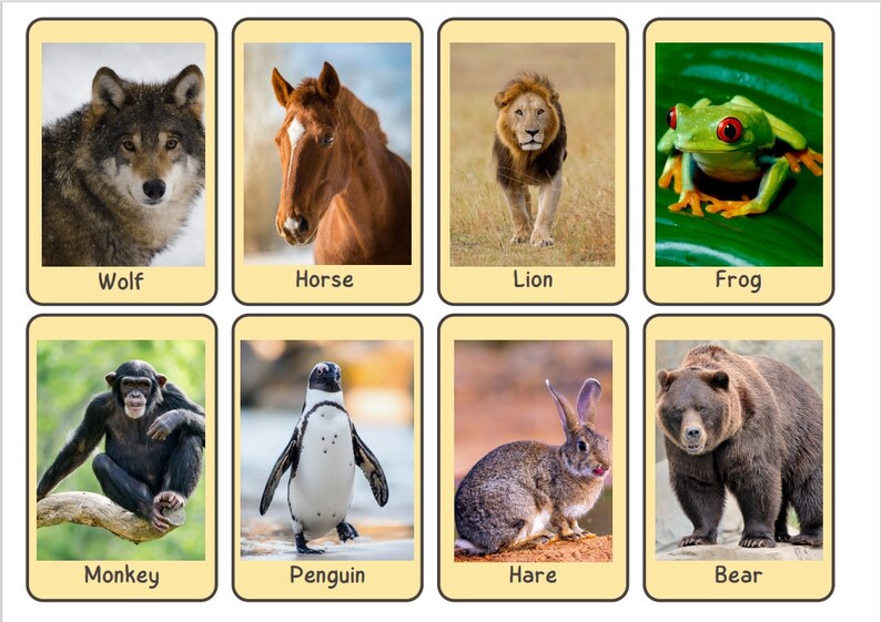 Forest Animals real Pictures Flash Cards Nomenclature Flashcards ...