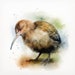 Watercolour Kiwi Bird Wall Art || Digital Print, Painting, Wildlife ...