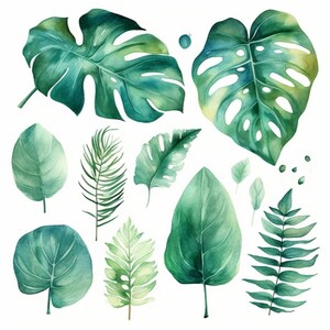 70 Watercolor Tropical Leaves Clipart, Monstera Leaves Clipart ...