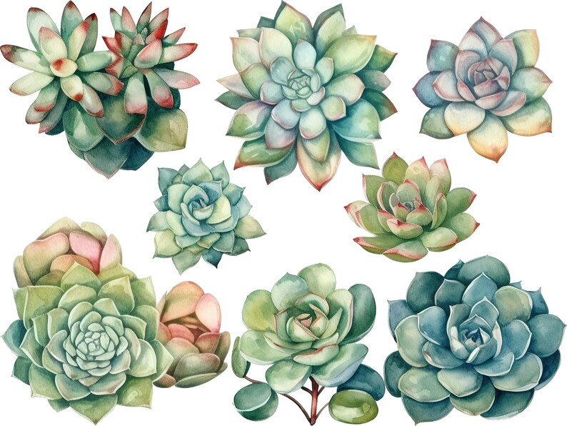 Watercolor Succulents Clipart: 80 PNG Leaves, Greens (digital Download ...