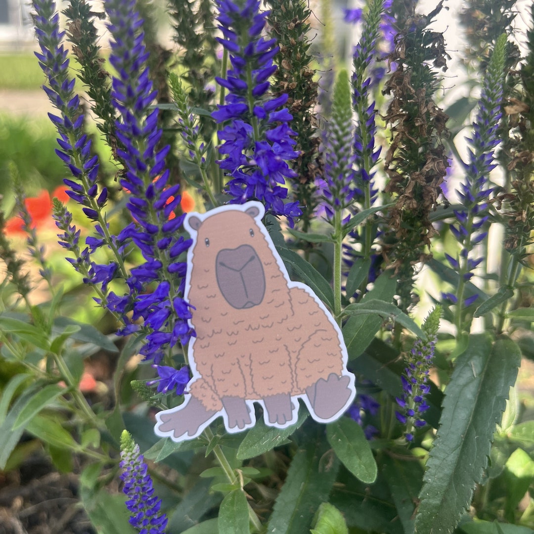 Cap Bear | Capybara Sticker - Etsy