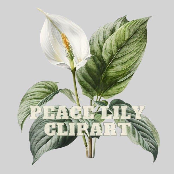 Peace Lily - Etsy