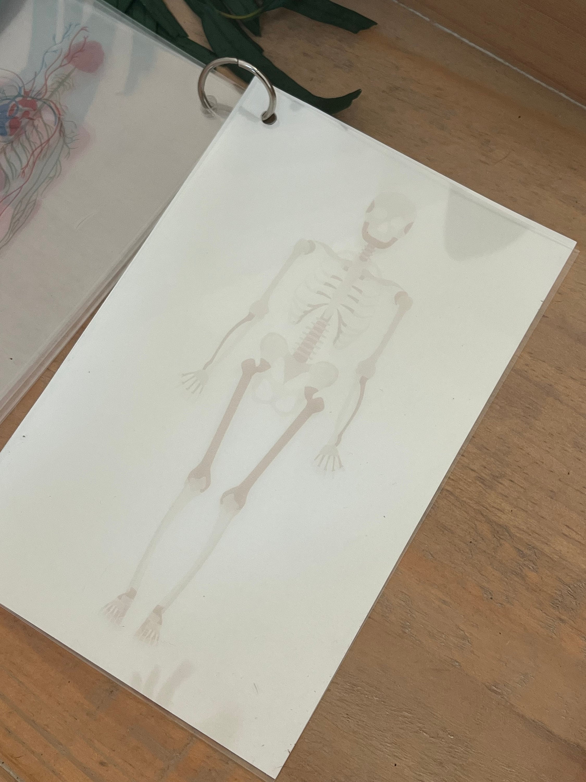 Biology Body Overlay Cards - Etsy