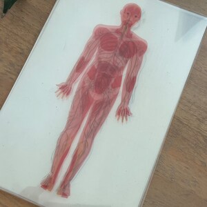 Biology Body Overlay Cards - Etsy