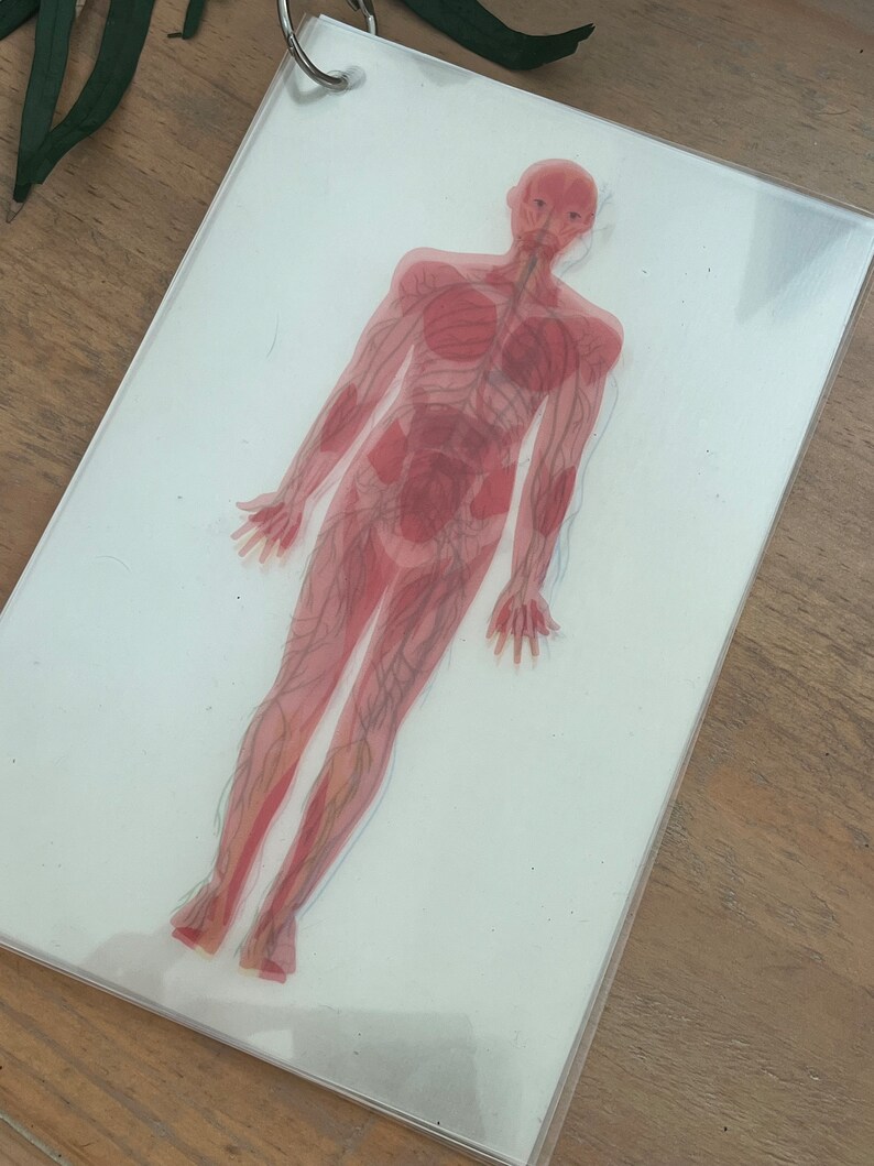 Biology Body Overlay Cards - Etsy