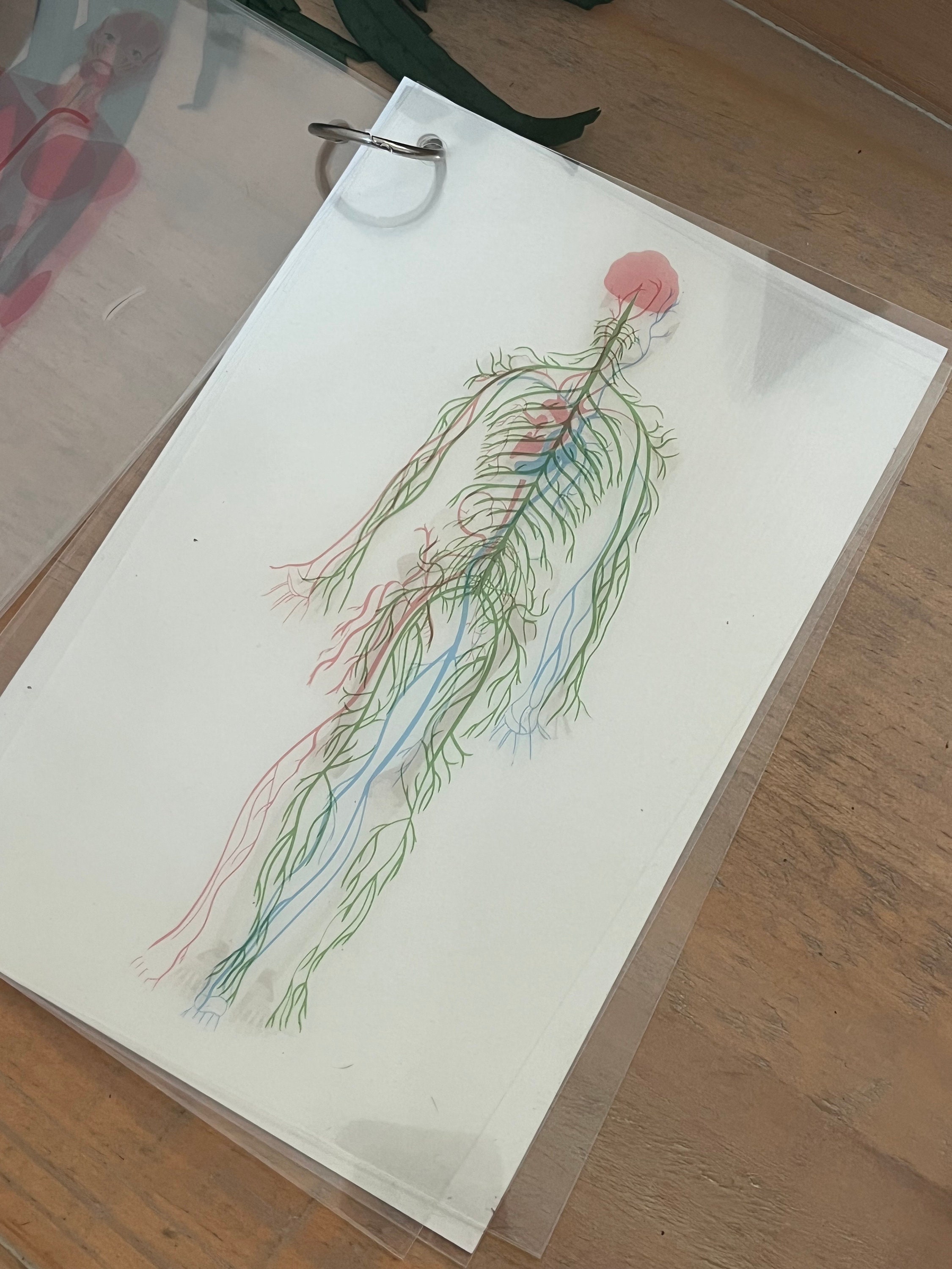 Biology Body Overlay Cards - Etsy