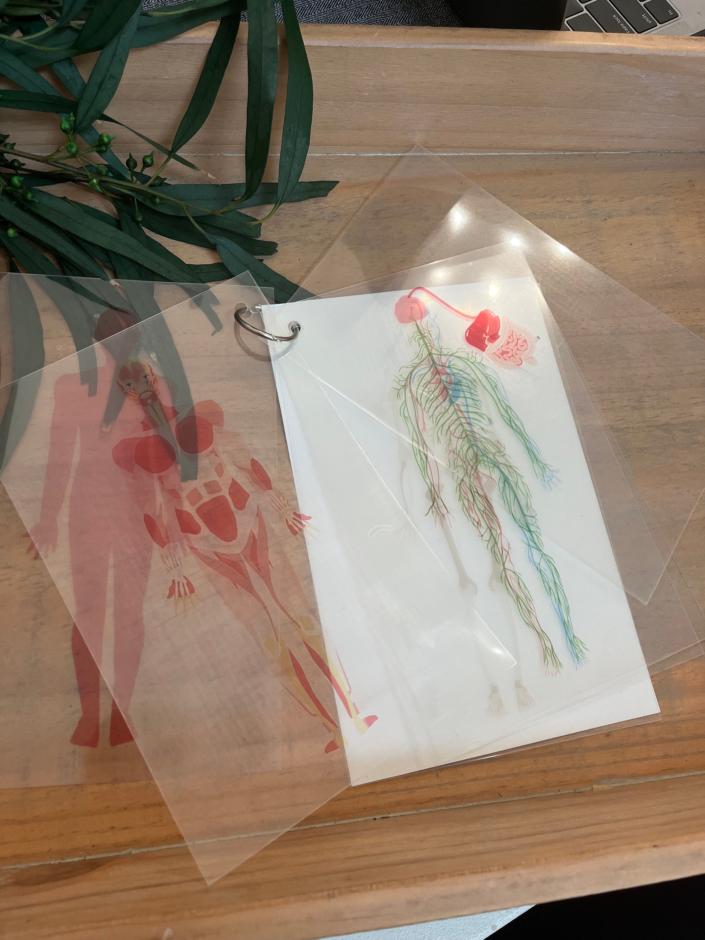 Biology Body Overlay Cards - Etsy