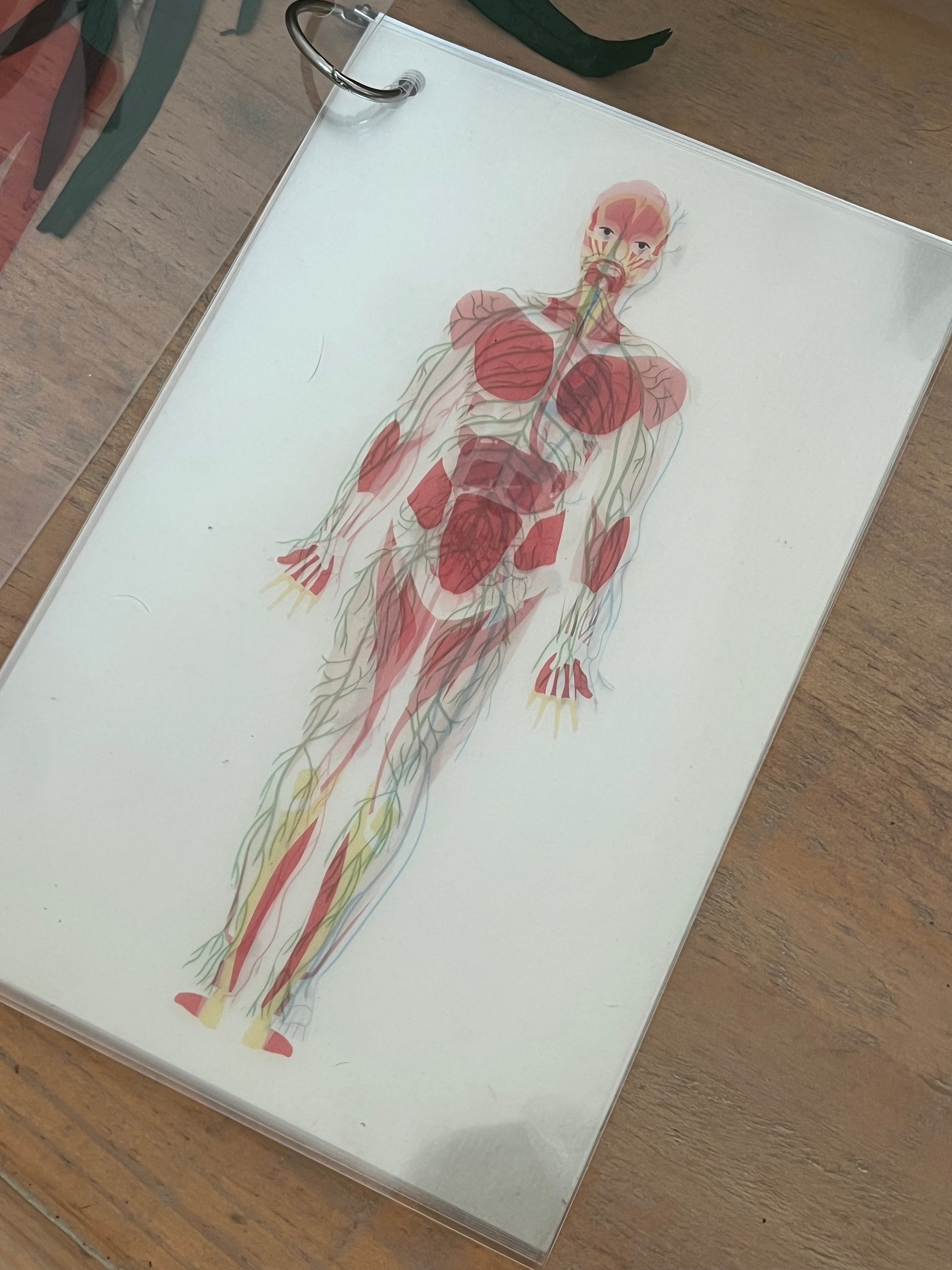 Biology Body Overlay Cards - Etsy