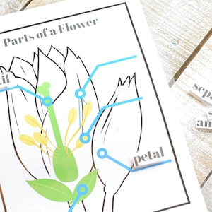 Science Printables Cycle 1 - Etsy