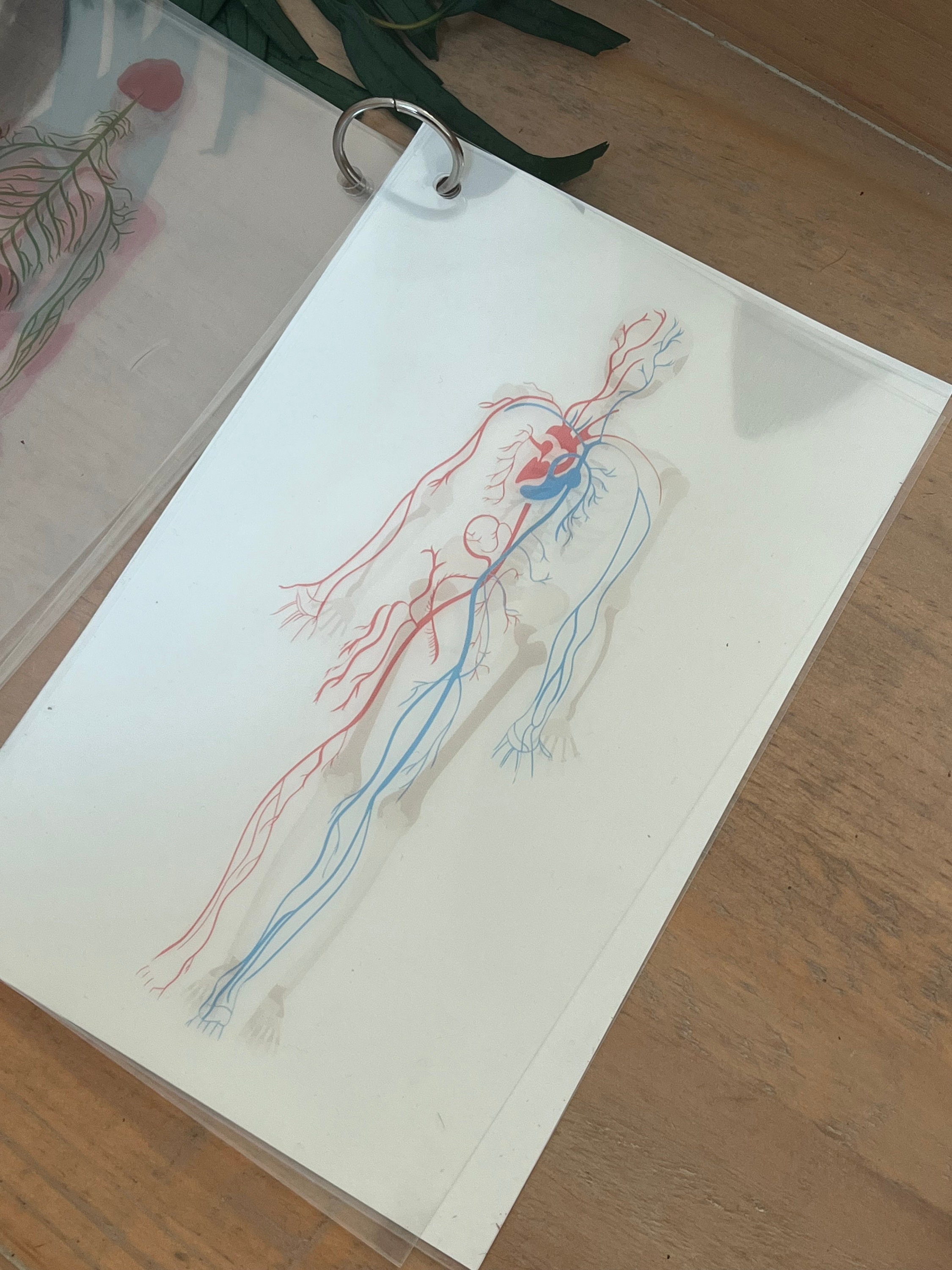 Biology Body Overlay Cards - Etsy