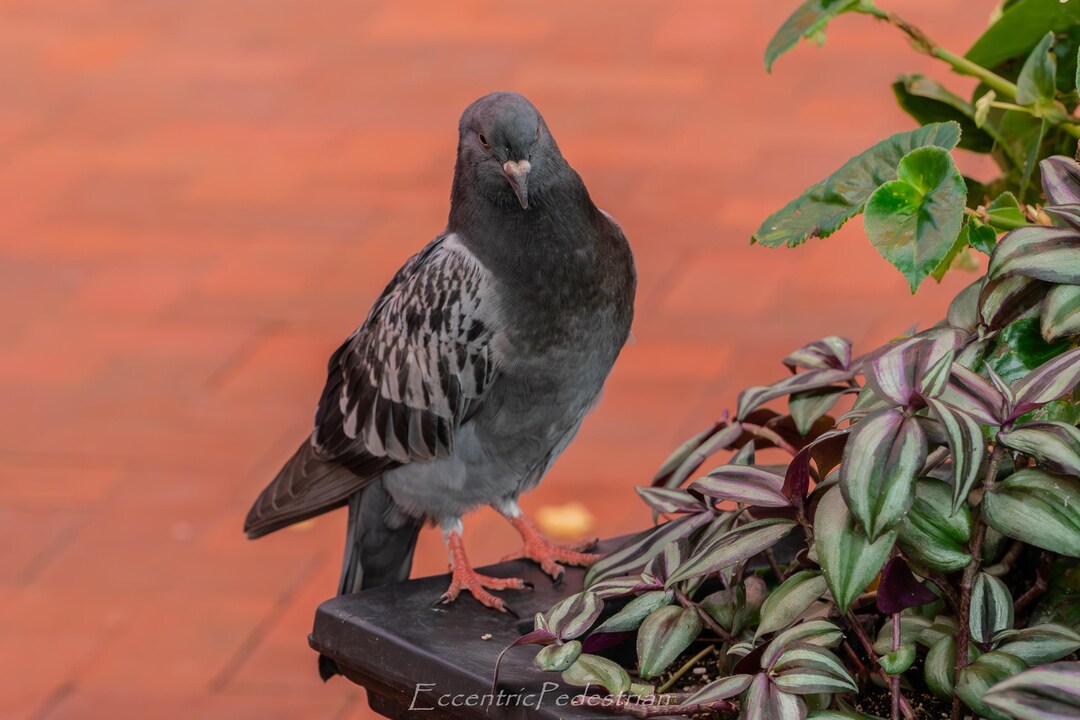 Grumpy Pidgeon at Katz, 12x18 Metallic Print - Etsy