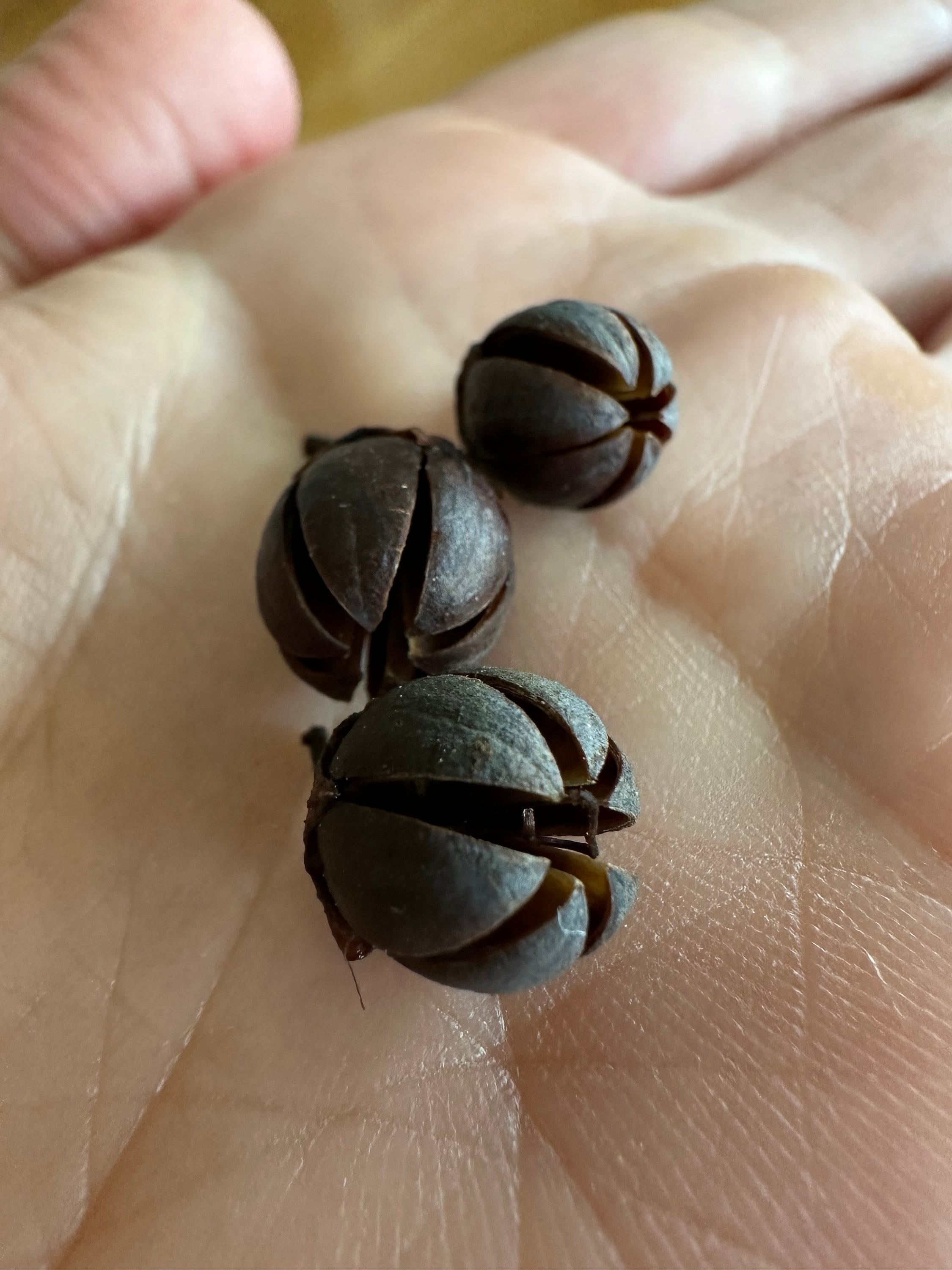 Crepe Myrtle Seeds - Etsy