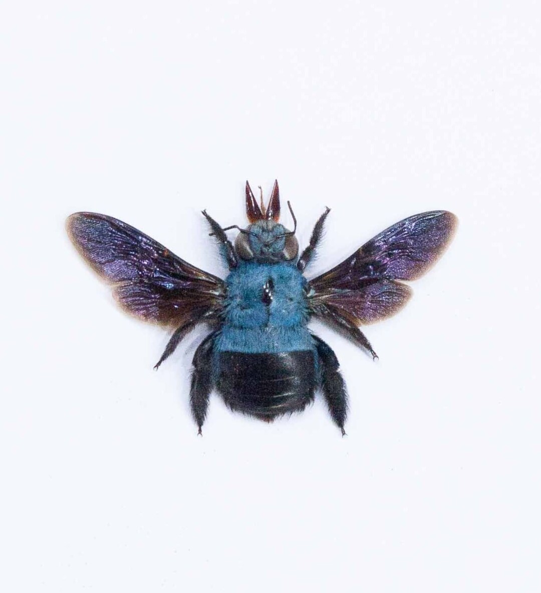 Xylocopa Caerulea blue Carpenter Bee DIU, Taxidermy, Home Decor, Goth ...