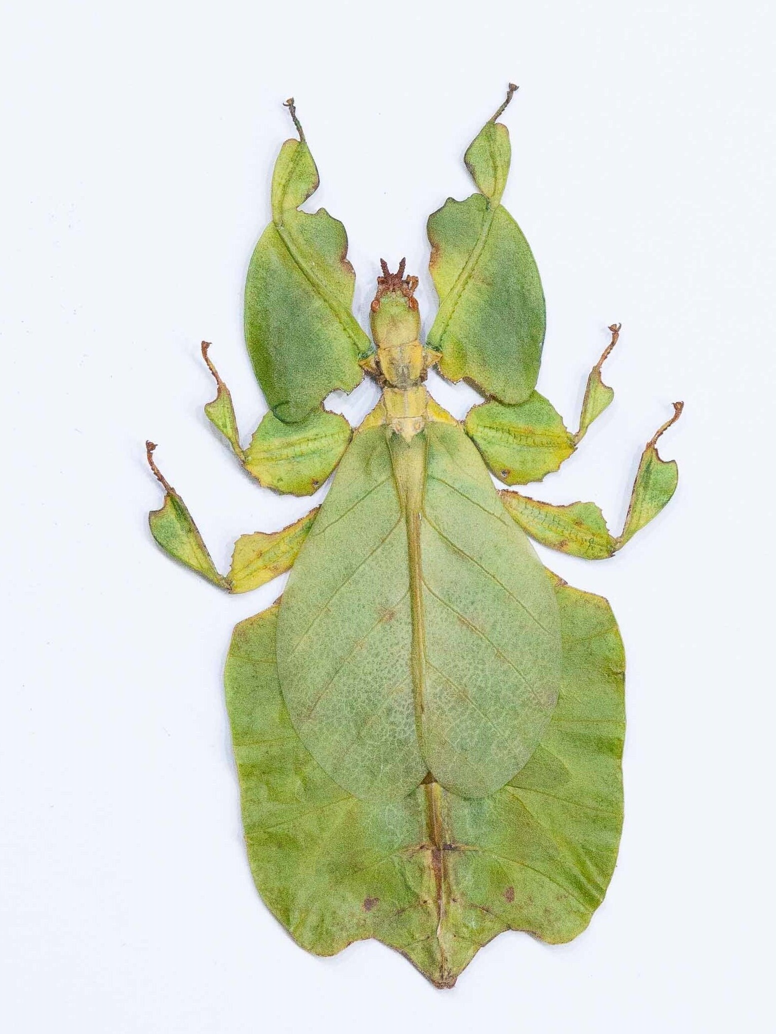 Green Walking Leaf Insect phyllium Letiranti Spread, DIU, Taxidermy ...