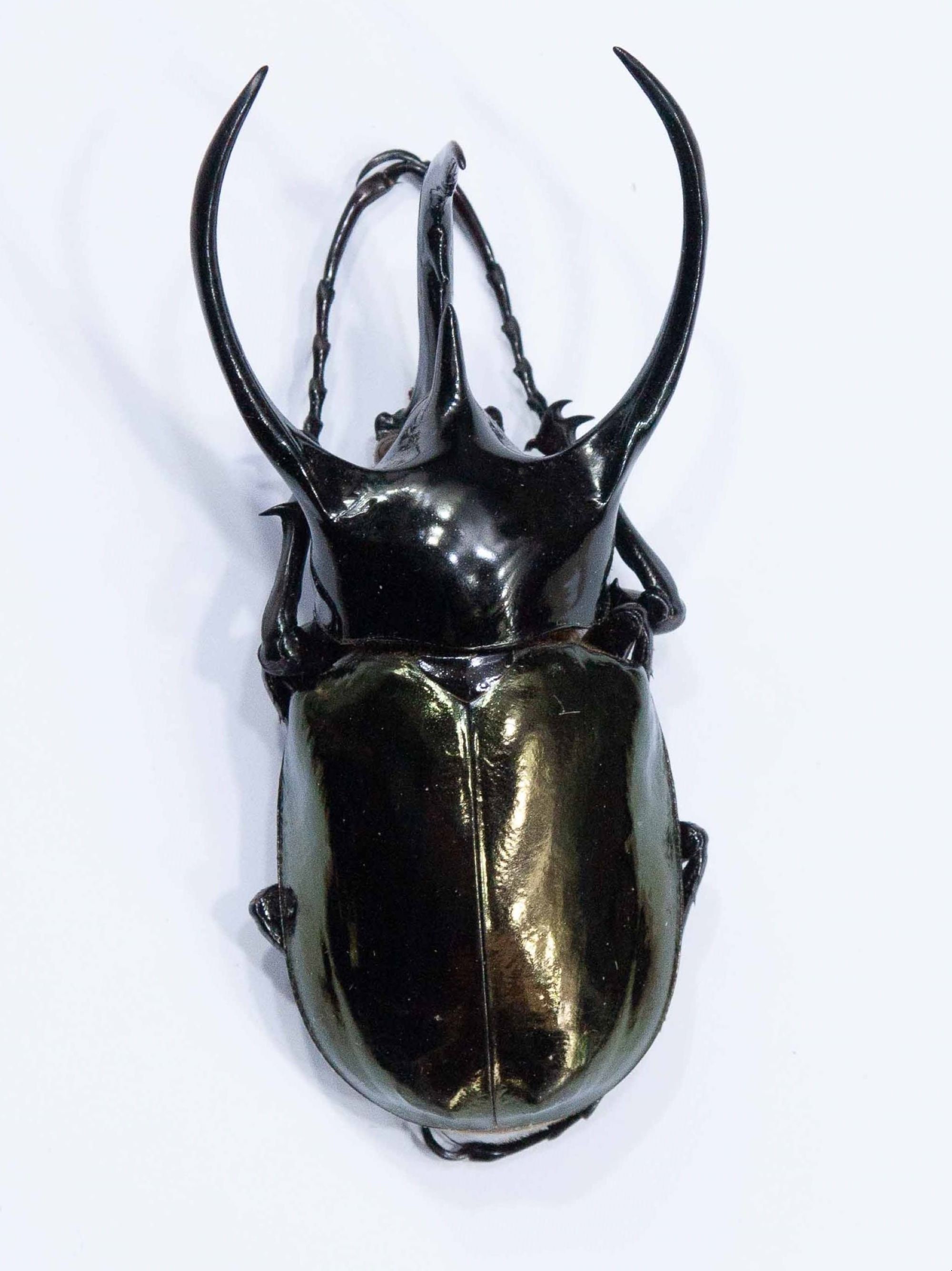 Chalcosoma Caucasus Beetle Huge, DIU, Taxidermy, Home Decor, Goth ...