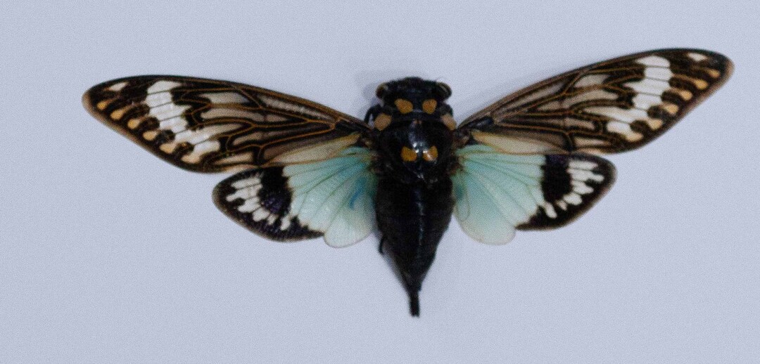 Blue Cicada Tosena Spendida, Spread, DIU, Taxidermy, Home Decor, Goth ...