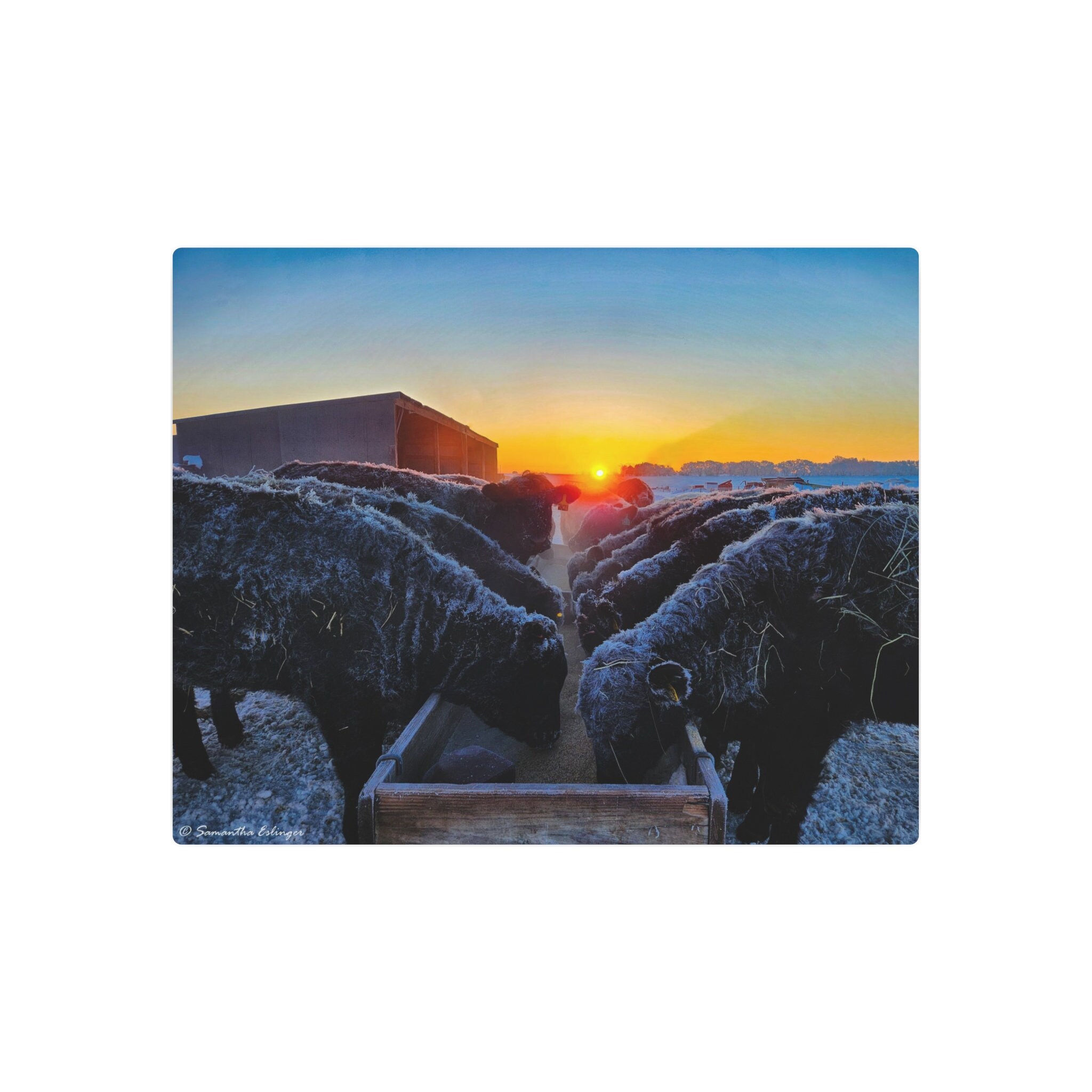 Feeding Cows Sign, Angus Sign, Heifer Sign, Ranch Sign, Metal Art Sign ...