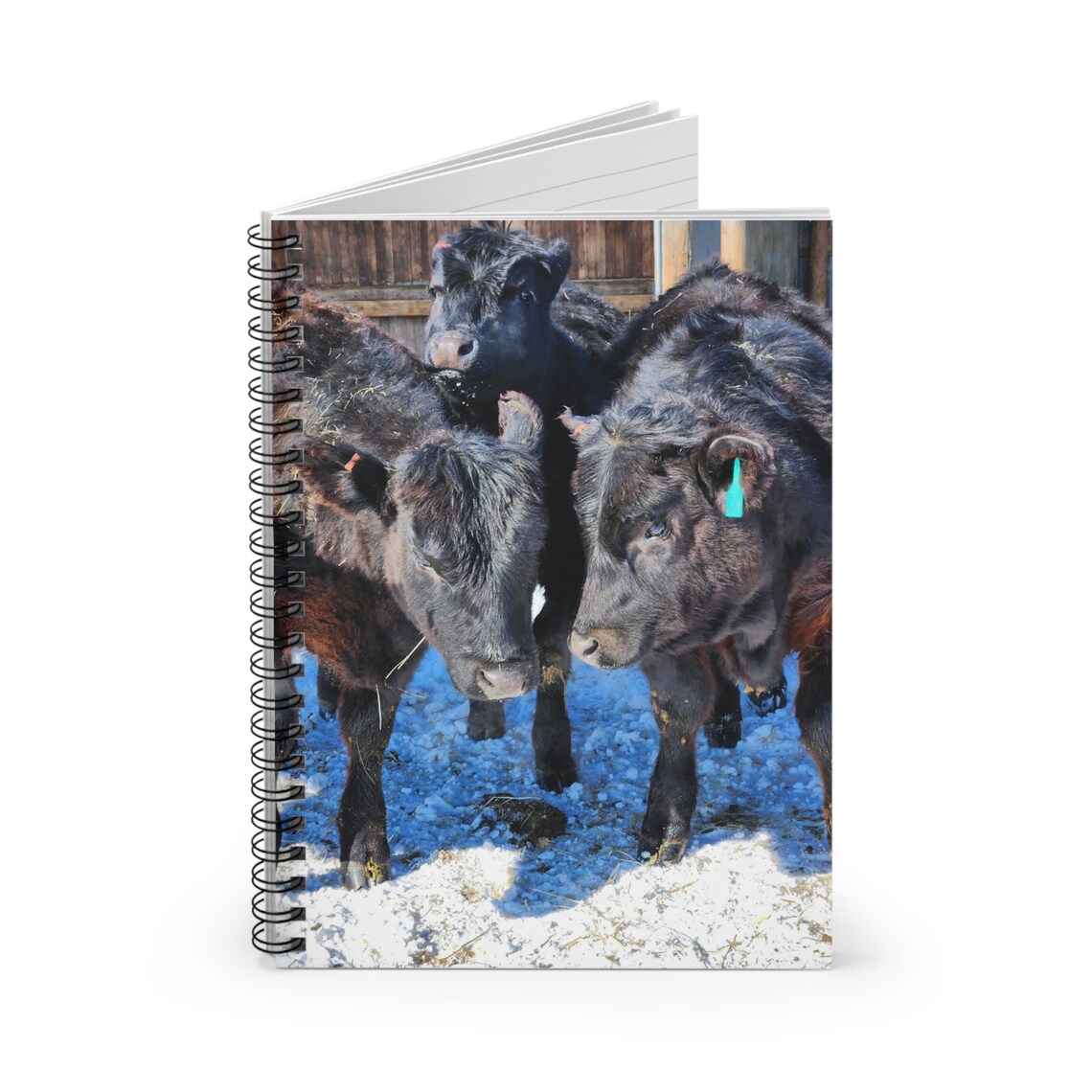 Cow Spiral Notebook - Ruled Line, Black Angus Notebook, Black Angus ...