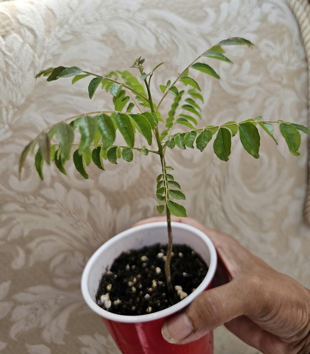 CURRY Leaf Plant Rare GAMTHI Variety Red-veined Indian Fav. 10x More ...