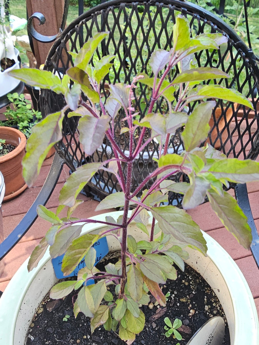 Holy Basil Plant 'krishna' (ocimum Sanctum). Grown With Utmost Care and ...
