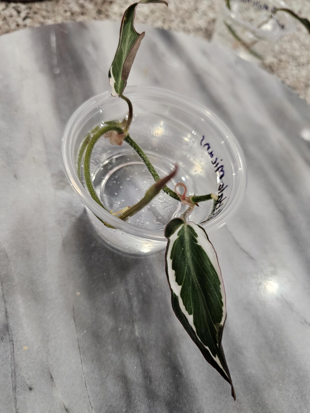 Halo Micans Rare Variegated Philodendron. 3 Node Cutting. Highly ...