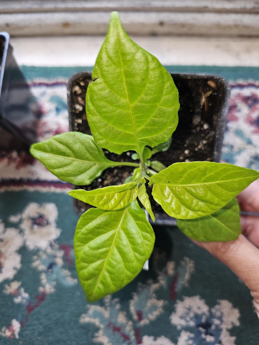 Pepper CAROLINA REEPER. No Chemicals. World's Hottest Pepper Always ...