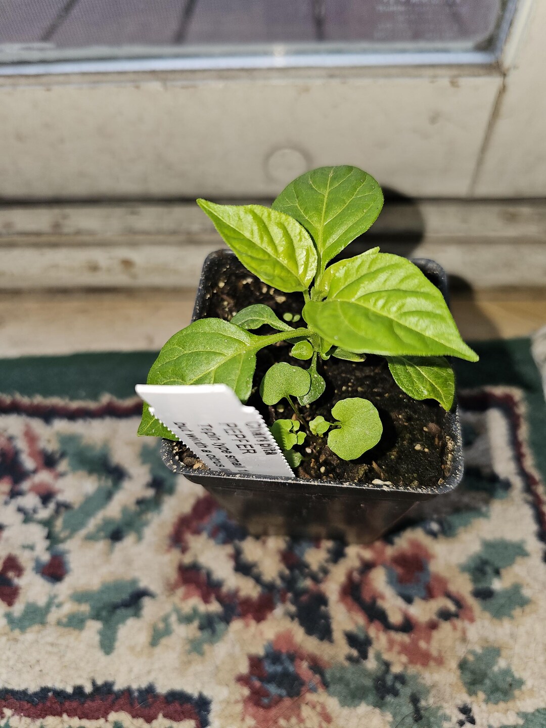 Pepper AJI CHARAPITA. No Chemicals. World's Most Expensive Pepper Show ...