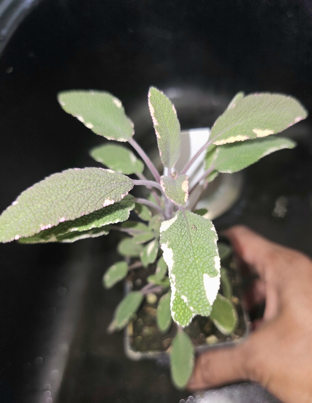 SAGE TRI-COLOR Starter Plant. Home Grown, No Chemicals. Beautiful ...