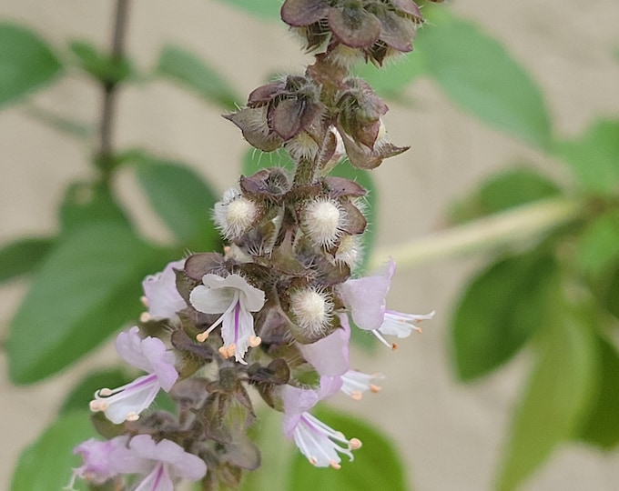 African Blue Basil - Perennial - 1 Live Plant - Etsy
