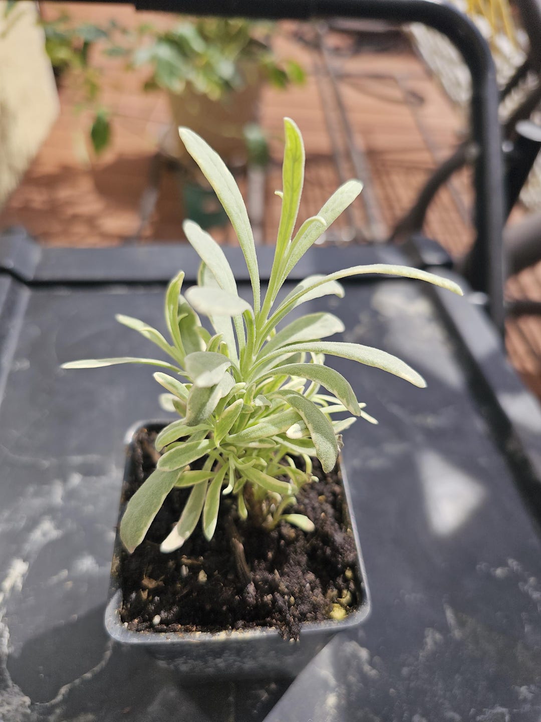 LAVENDER Silver Edge Starter Plant. Home Grown, No Chemicals. Beautiful ...