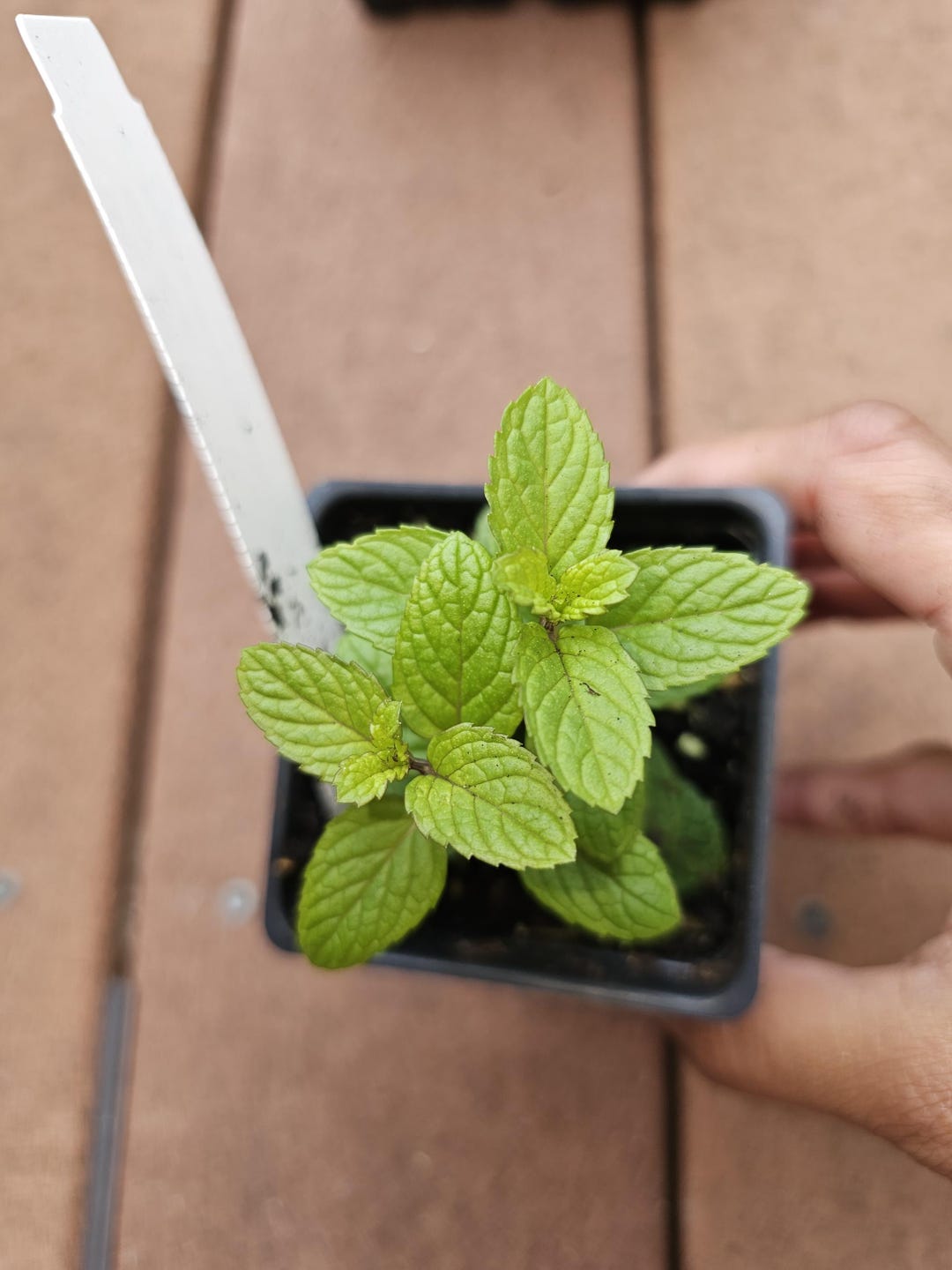 Mint THE BEST Spearmint Live Plant(mentha Sp). Indian Pudina, Podina ...