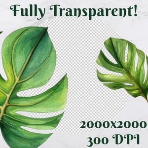 Watercolor Tropical Leaves Clipart, Monstera Leaves and Lush Tropical ...