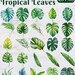 Watercolor Tropical Leaves Clipart, Monstera Leaves and Lush Tropical ...