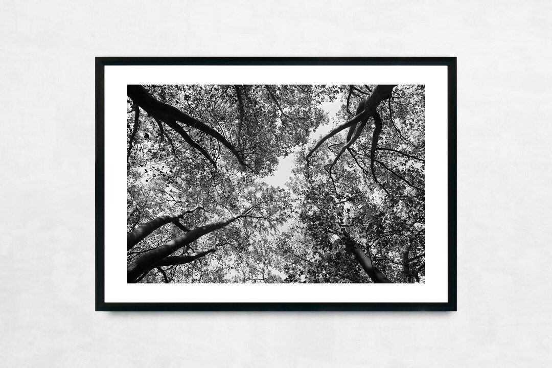 Diagonal Trees Black & White Fine Art Print, Lines, Nature, Flora Photo ...